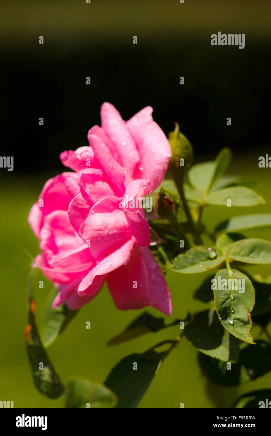 pink rose in garden Stock Photo - Alamy