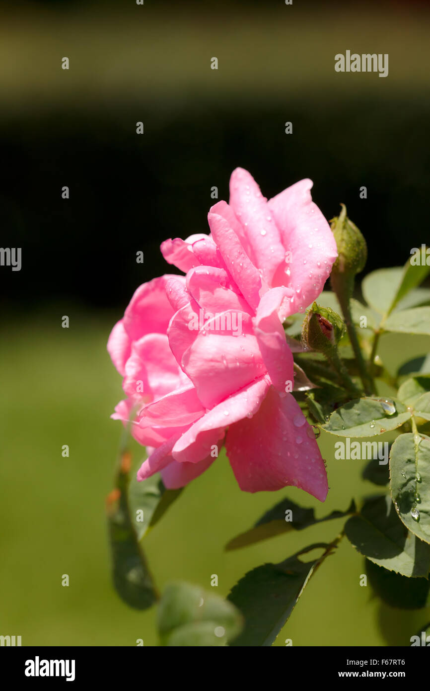 pink rose in garden Stock Photo - Alamy