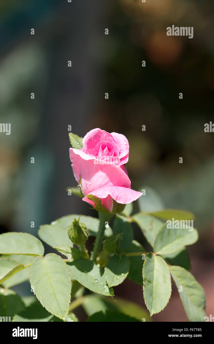 pink rose in garden Stock Photo - Alamy