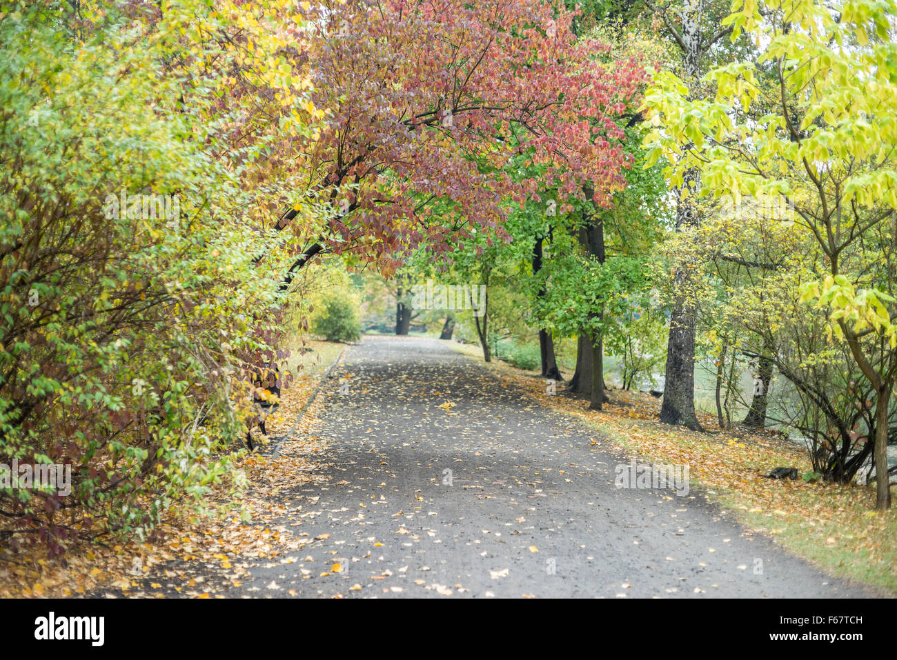 Multicolor autumn fall foliage on the trees and bushes Stock Photo - Alamy