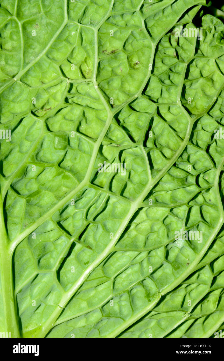 Fresh cabbage leaves Stock Photo - Alamy