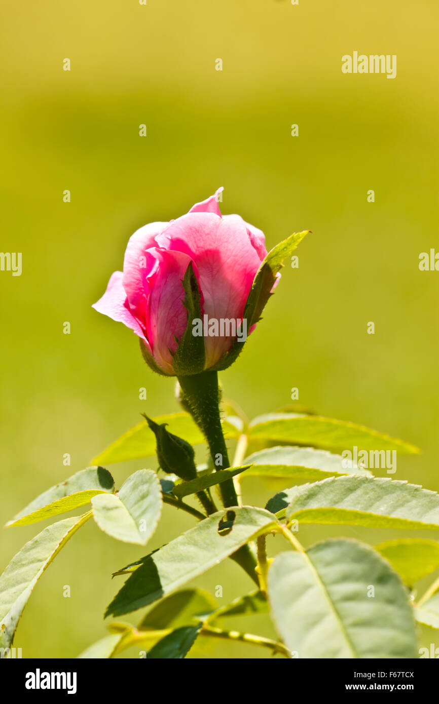pink rose in garden Stock Photo - Alamy