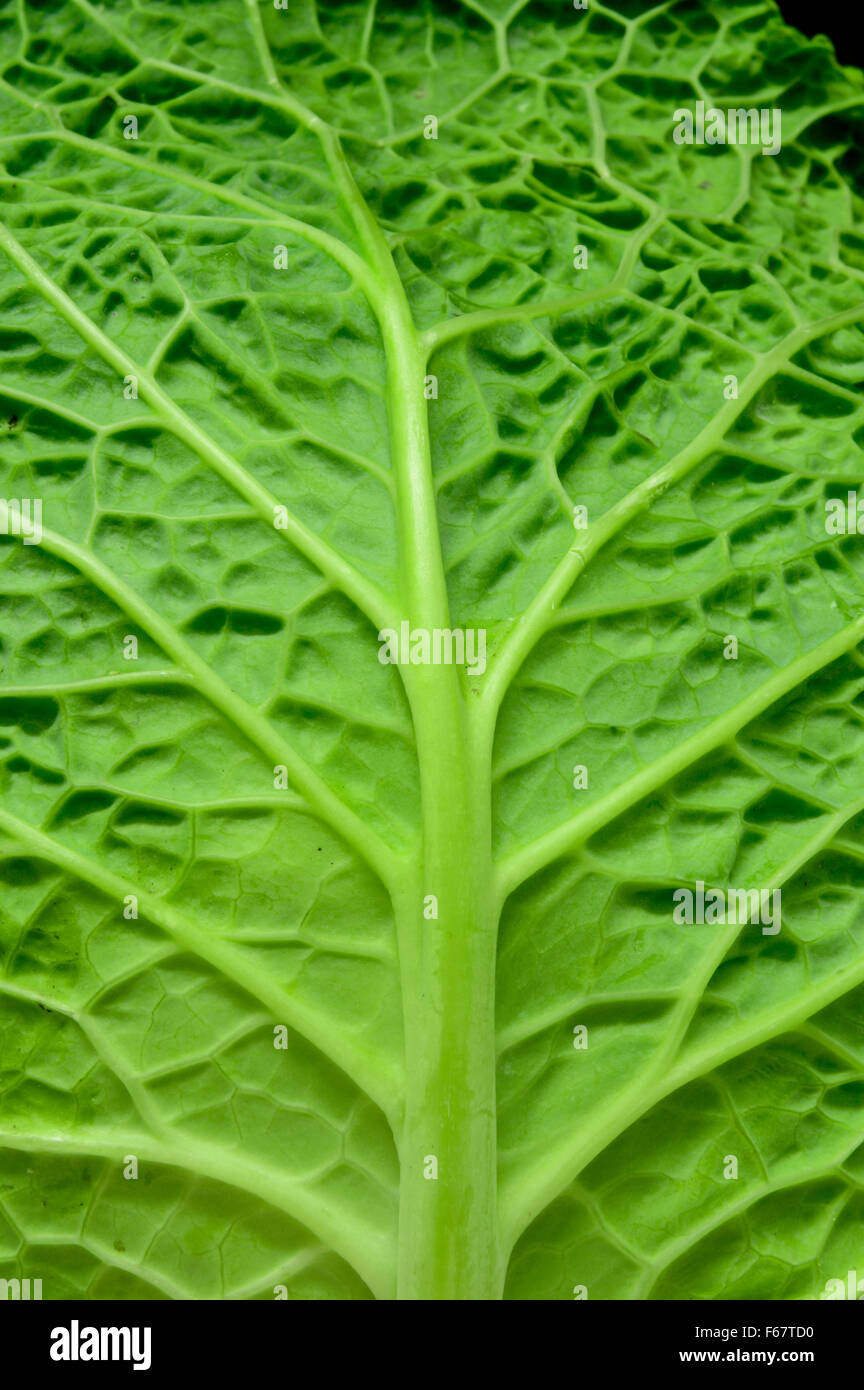Fresh cabbage leaves Stock Photo - Alamy