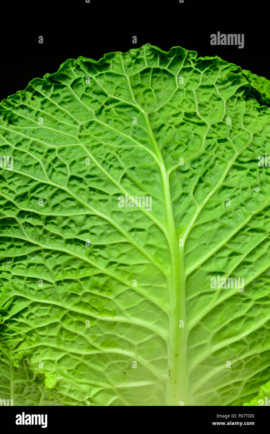 Fresh cabbage leaves Stock Photo - Alamy