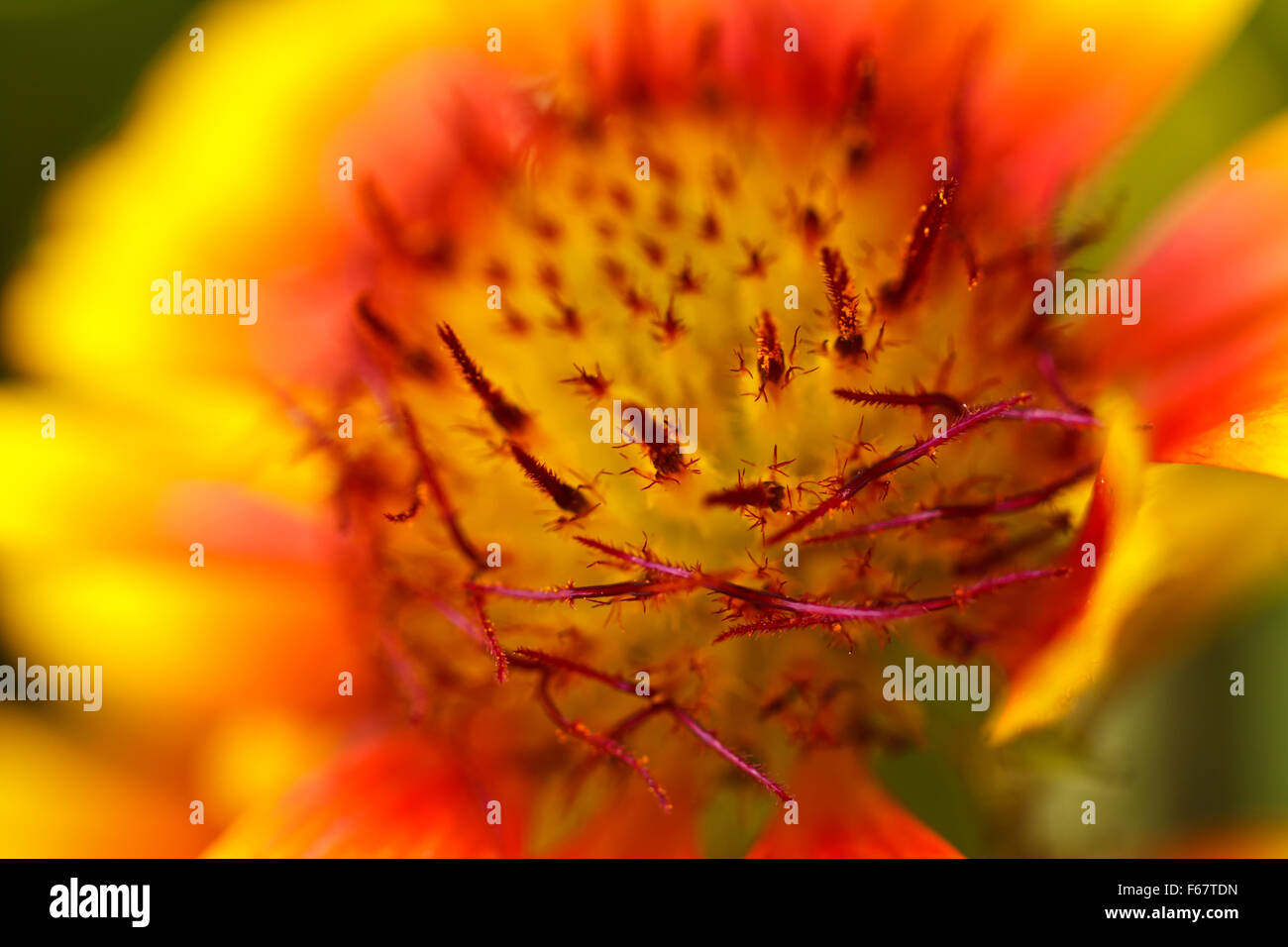 pollen of flower Stock Photo - Alamy