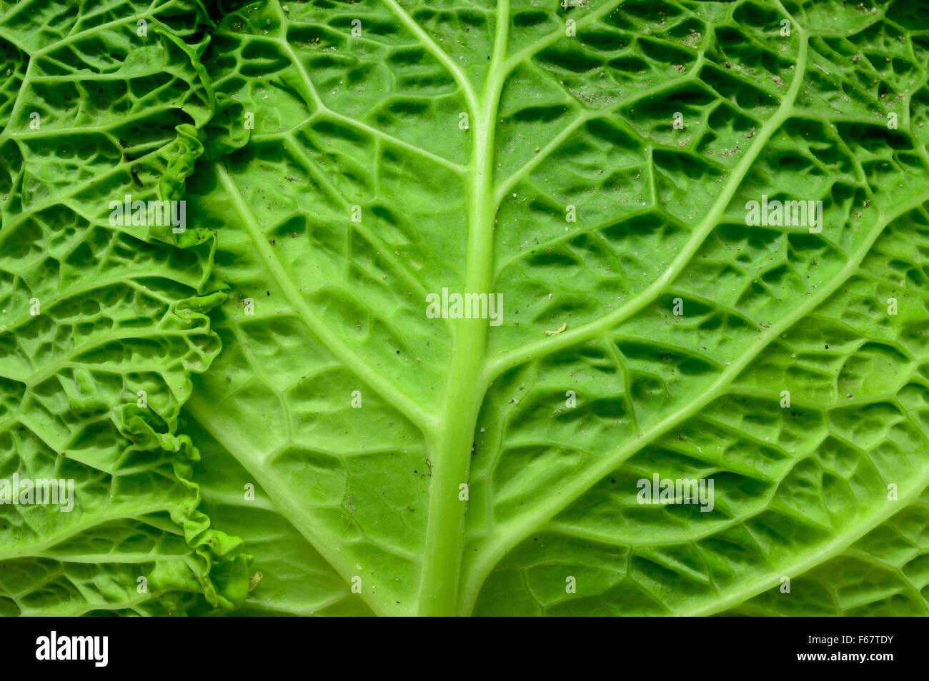 Fresh cabbage leaves Stock Photo - Alamy