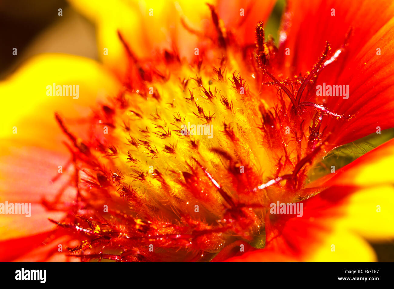pollen of flower Stock Photo - Alamy