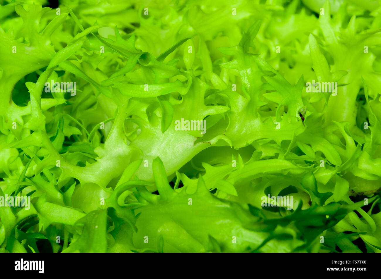 Escarole or broad-leaved endive Stock Photo - Alamy