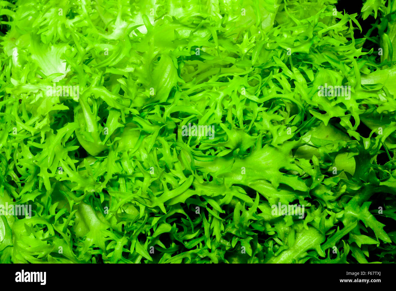 Escarole or broad-leaved endive Stock Photo - Alamy
