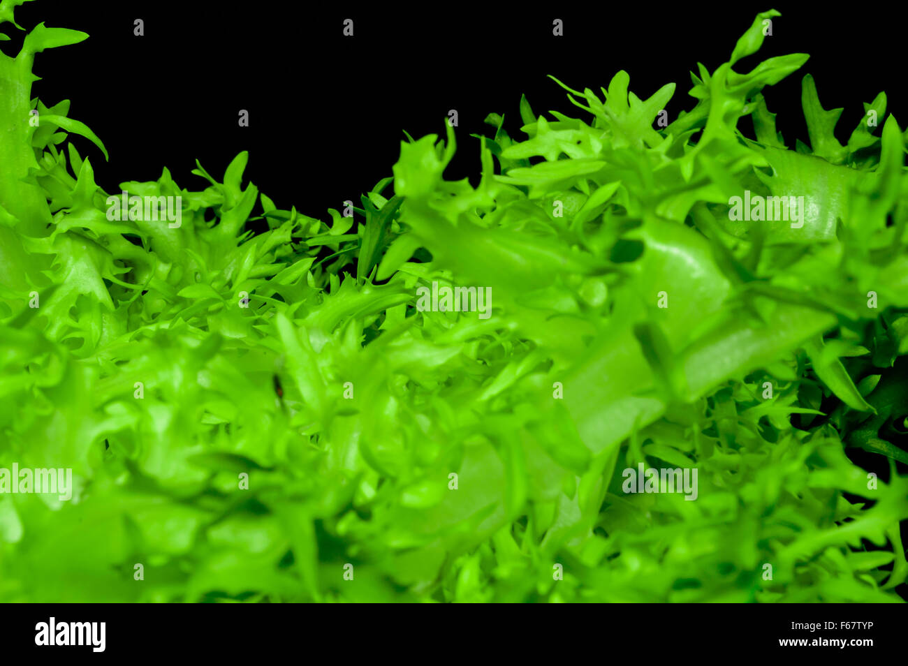 Escarole or broad-leaved endive Stock Photo - Alamy