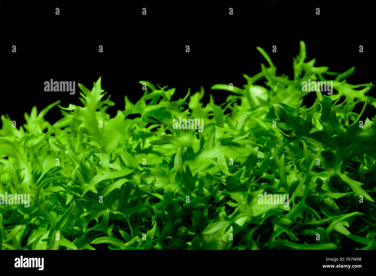 Escarole or broad-leaved endive Stock Photo - Alamy