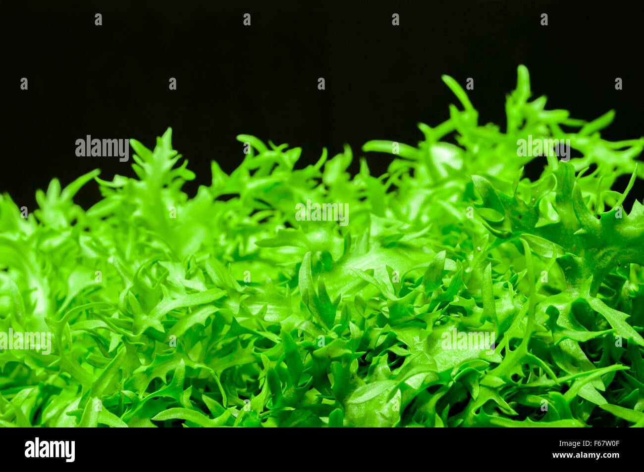 Broad leaved endive hi-res stock photography and images - Alamy