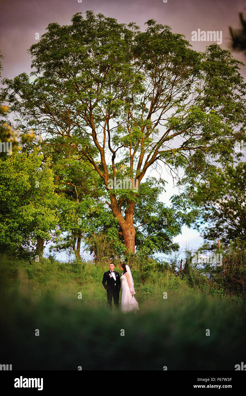 Newlywed background big tree Stock Photo - Alamy