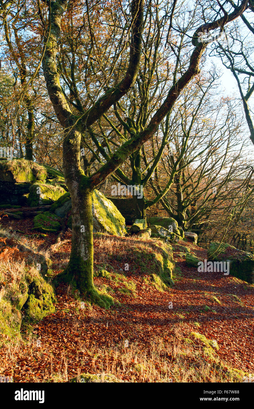 Autumn Burrator wood Dartmoor National Park Devon Uk Stock Photo - Alamy