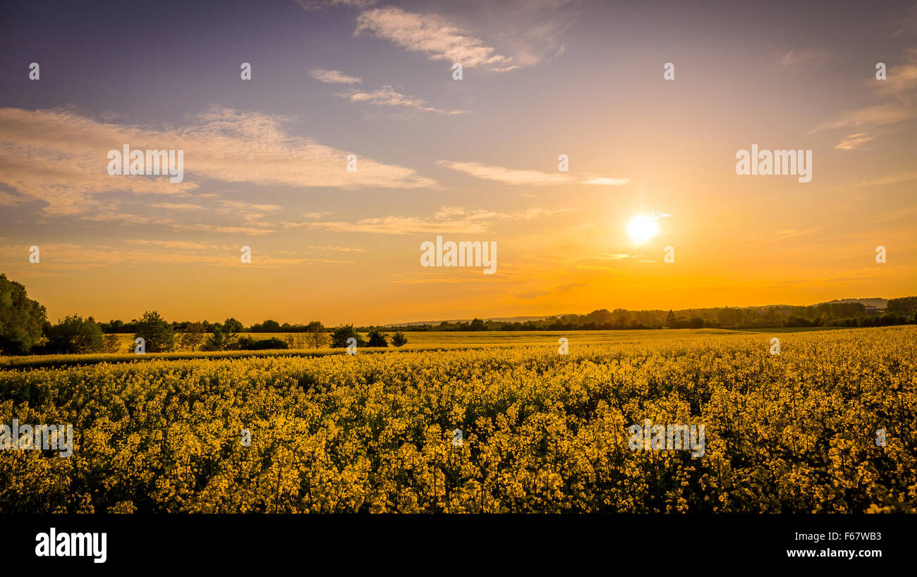 Sunset and idyllic country landscape with field of yellow rape Stock ...