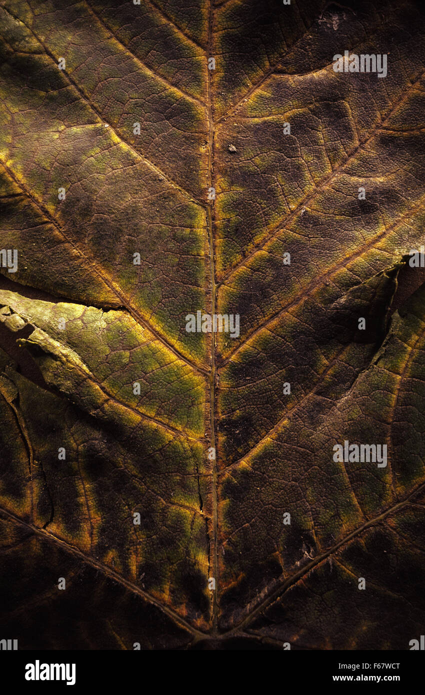 Details of an autumn leaf, closeup macro view Stock Photo - Alamy