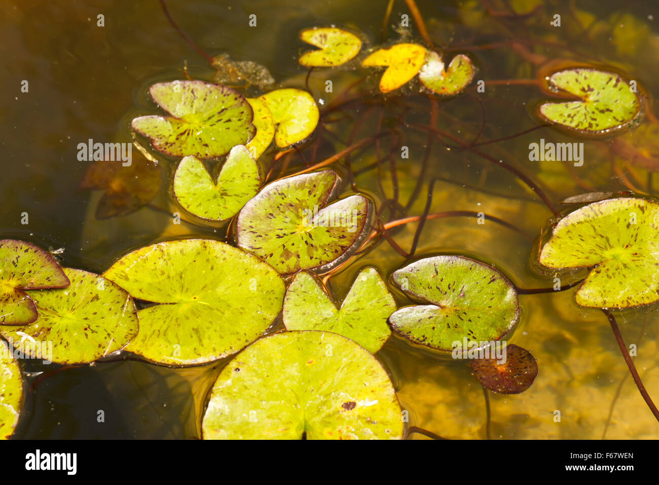leaf of lotus in pond Stock Photo - Alamy