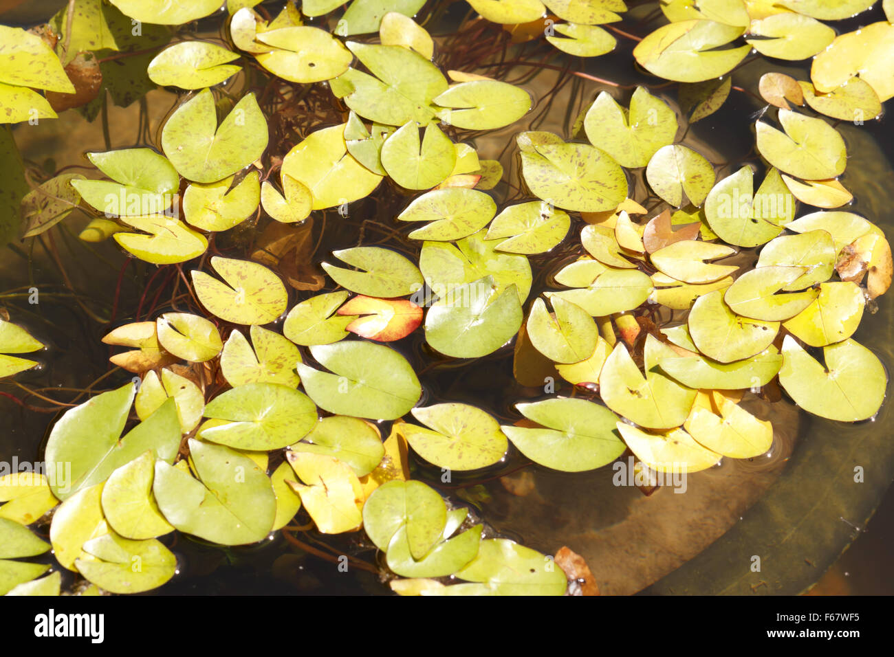 leaf of lotus in pond Stock Photo - Alamy