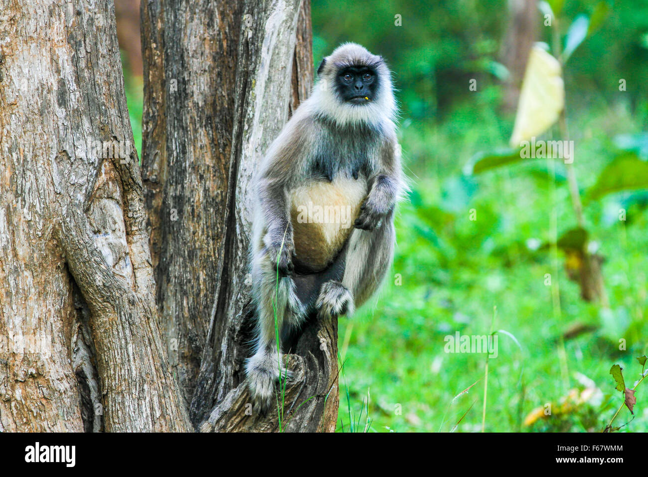 Langur monkey image hi-res stock photography and images - Alamy
