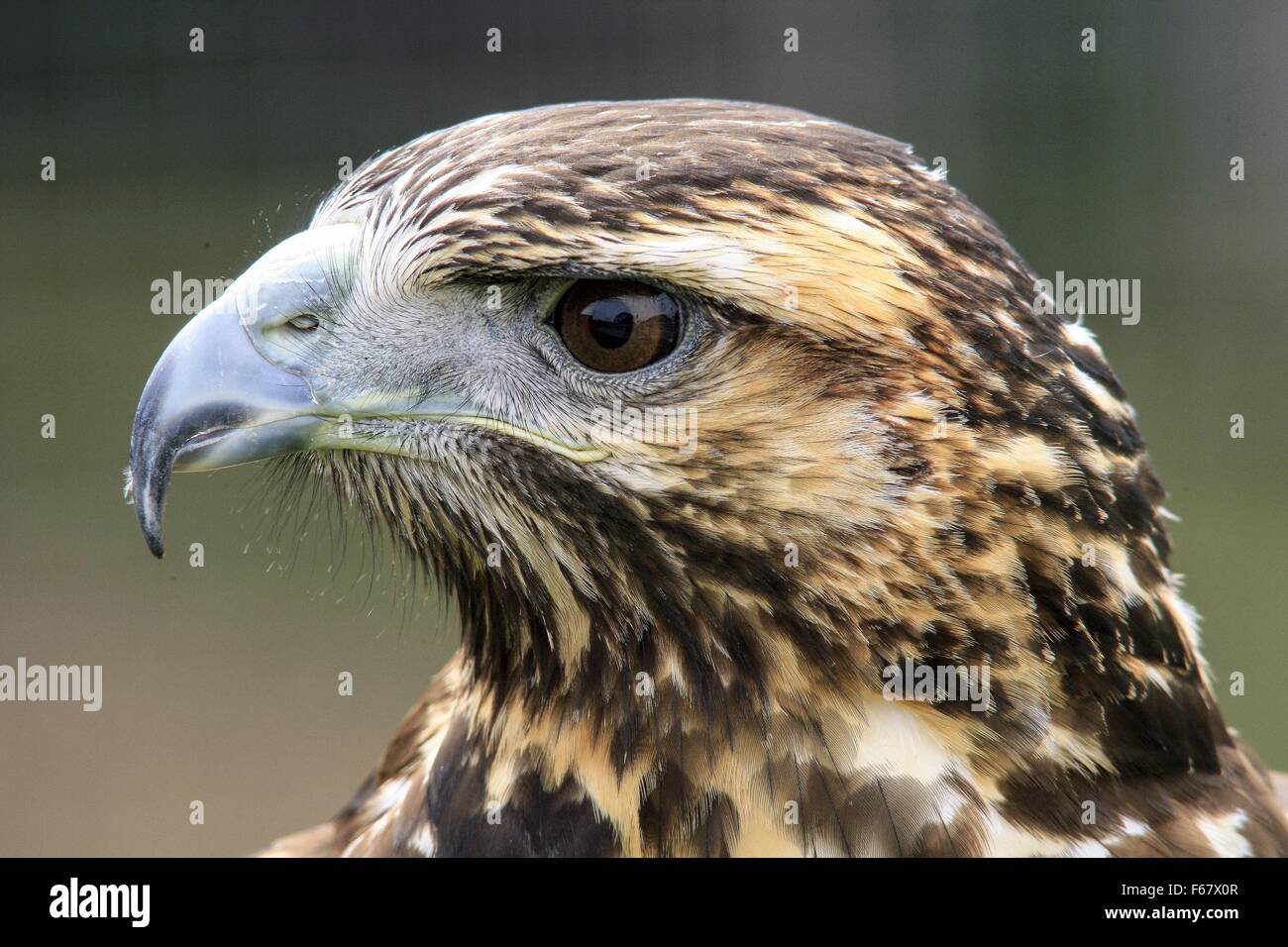 Buzzard head close up Stock Photo - Alamy