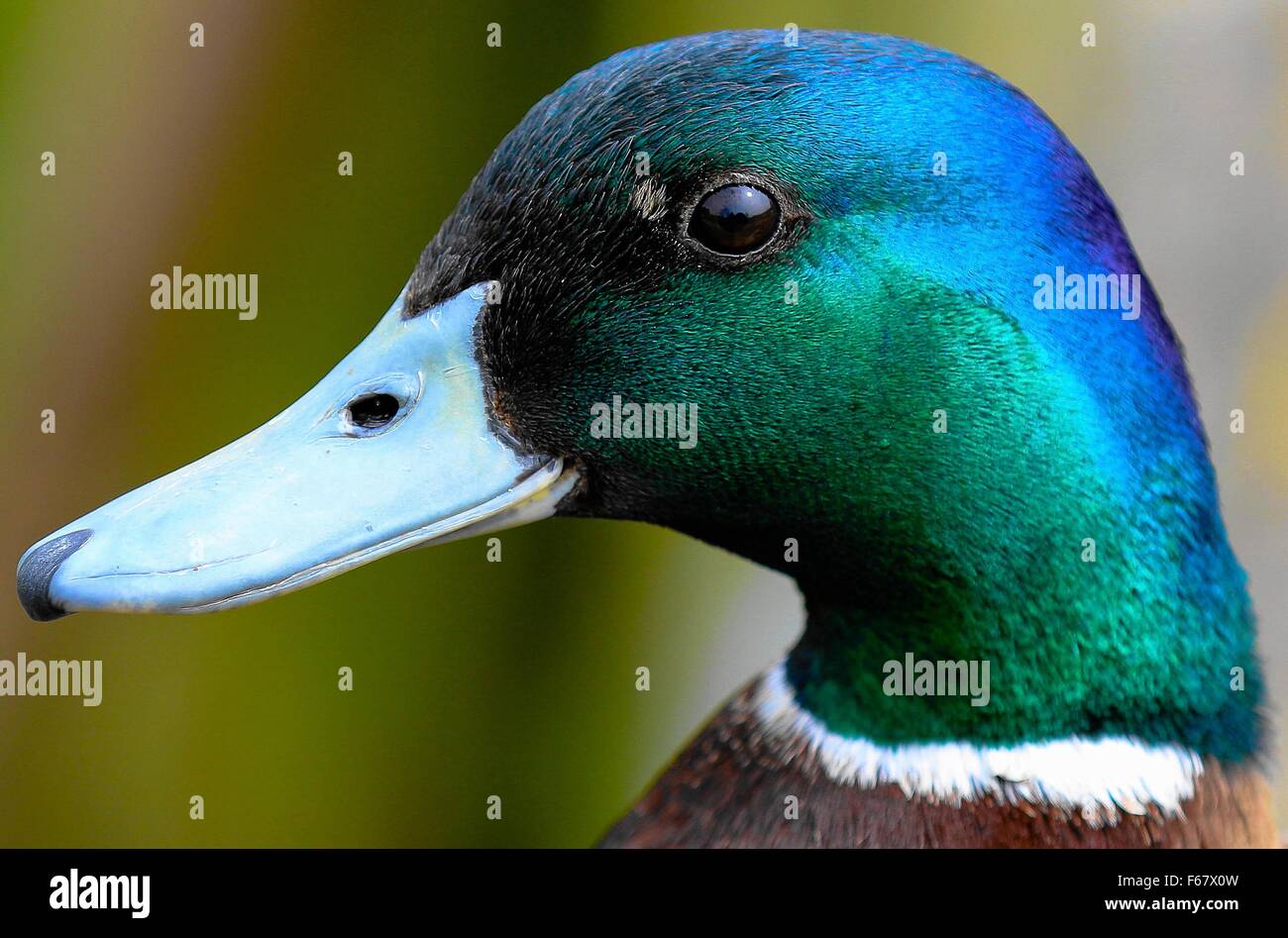 Mallard drake head Stock Photo - Alamy