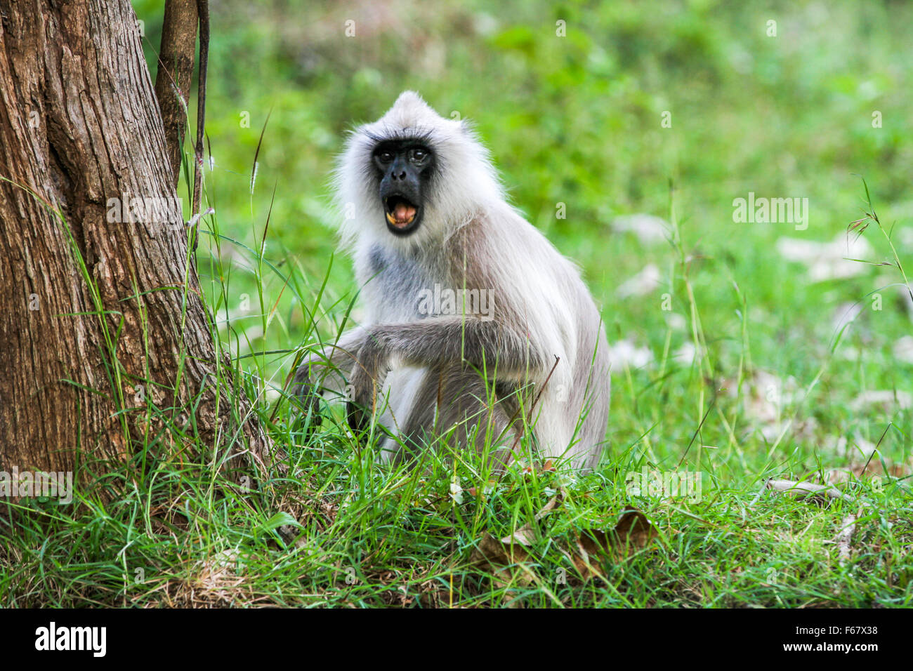 Angry hanuman hi-res stock photography and images - Alamy