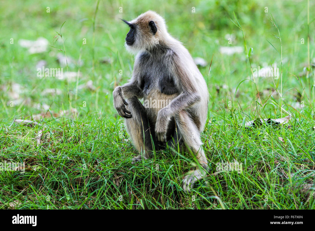 Gray Langur looking Stock Photo - Alamy
