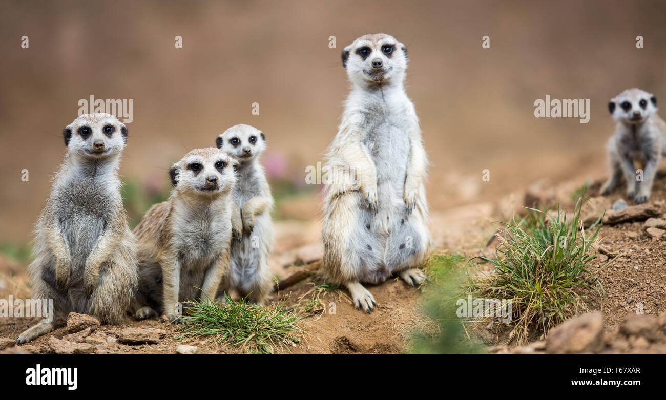 Watchful meerkats standing guard Stock Photo - Alamy