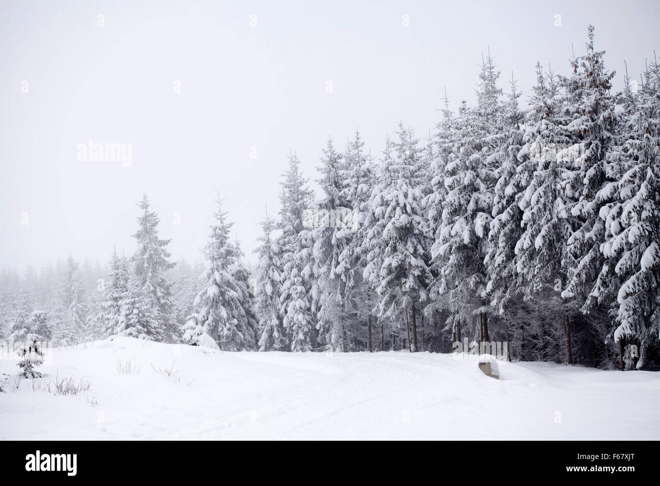 Christmas background with snowy pine forest Stock Photo - Alamy