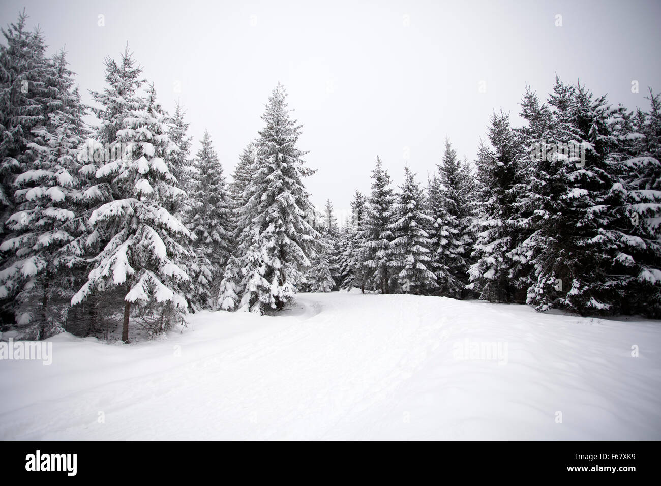 Pine Tree Snow Background