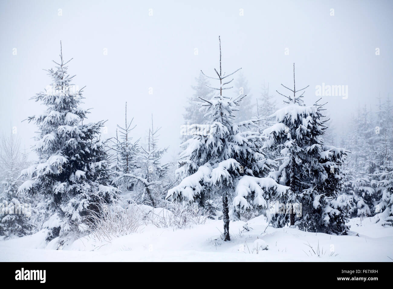 Christmas background with snowy pine forest Stock Photo - Alamy