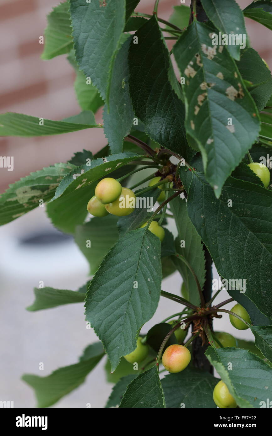 Lapins cherry with young fruits on a tree Stock Photo - Alamy