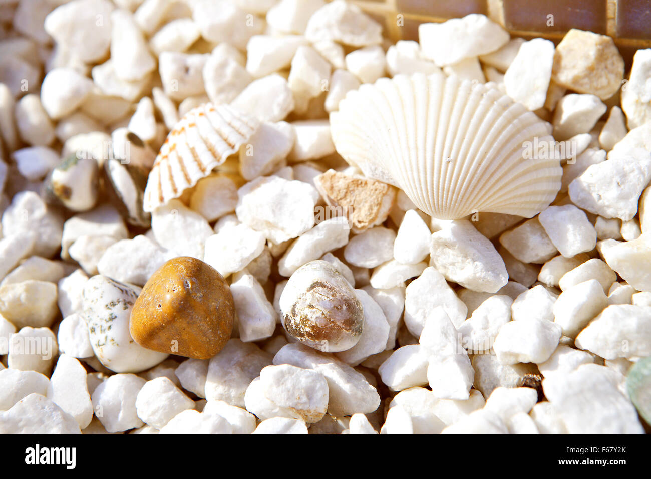 Crushed oyster shells hi-res stock photography and images - Alamy