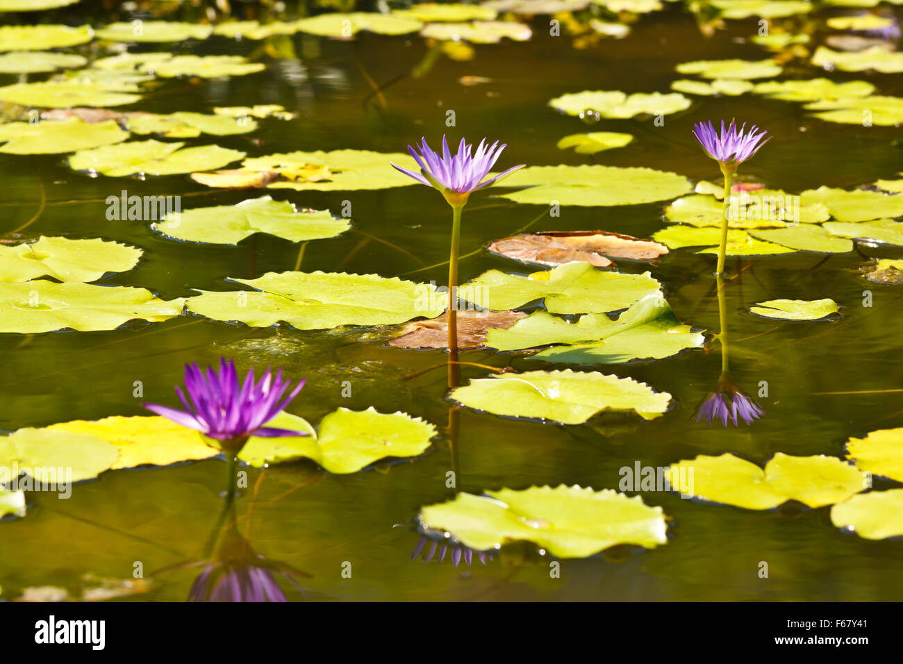 beautiful lotus in pond Stock Photo - Alamy