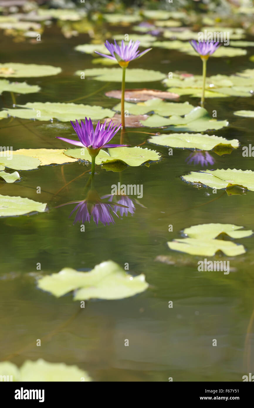 lotus in pond Stock Photo - Alamy