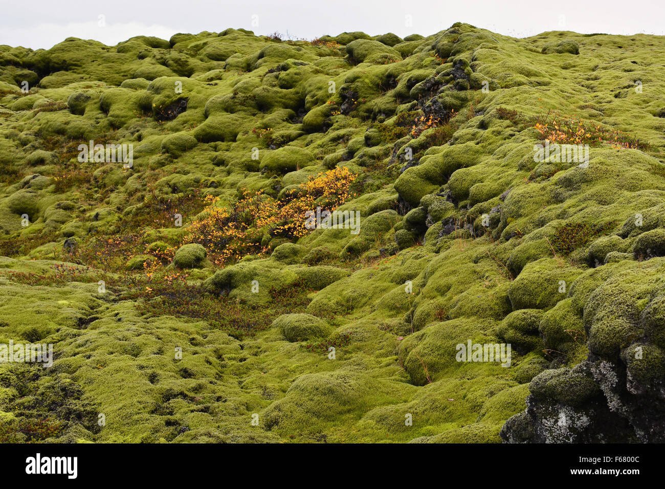 Distinctive moss covered lava, south Iceland Stock Photo - Alamy