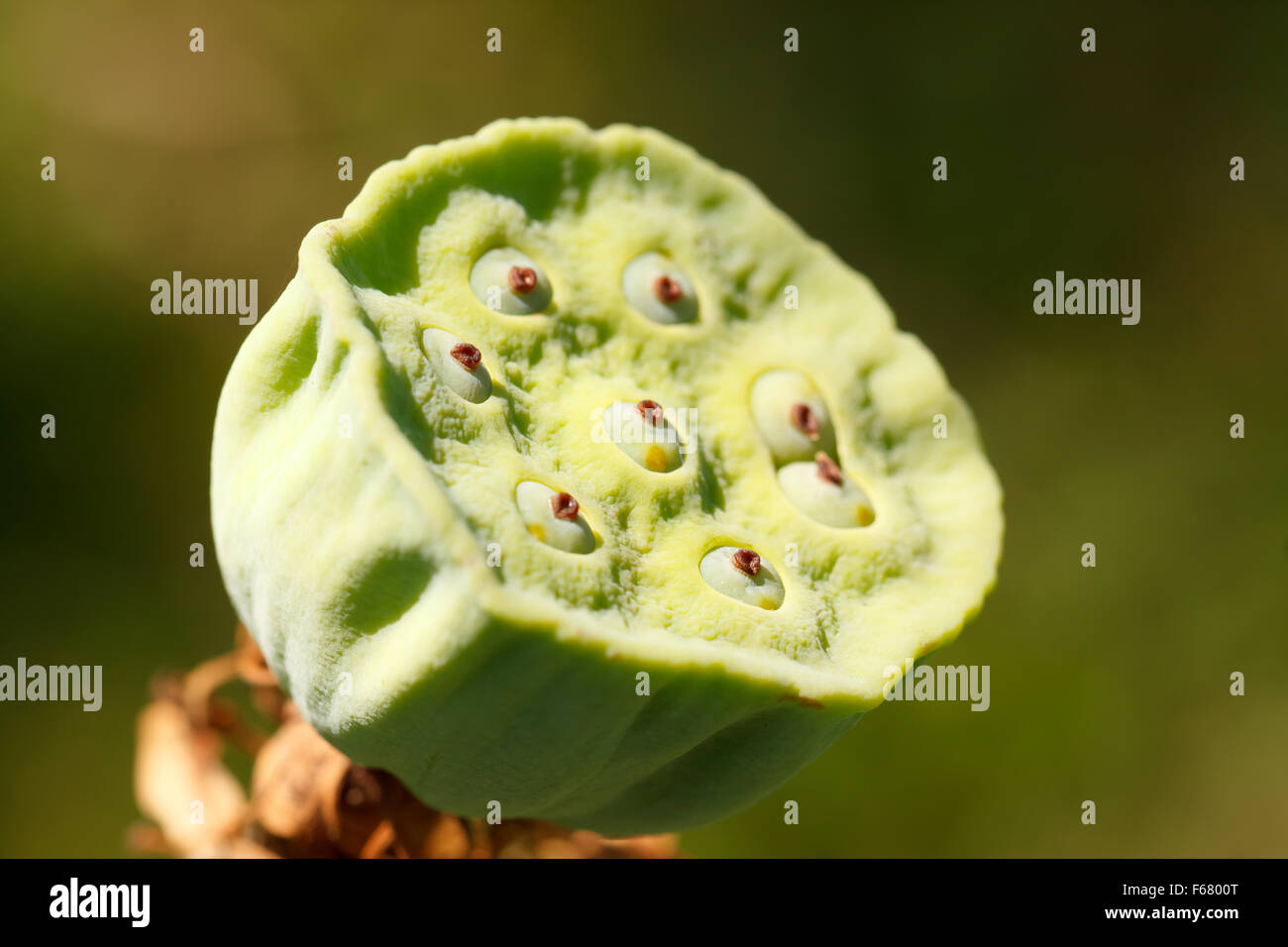 seed of lotus Stock Photo - Alamy