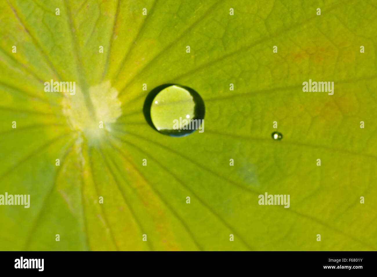 Dew on lily hi-res stock photography and images - Alamy