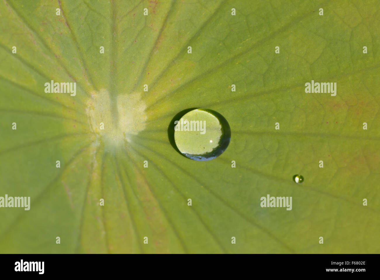 leaf of lotus Stock Photo - Alamy