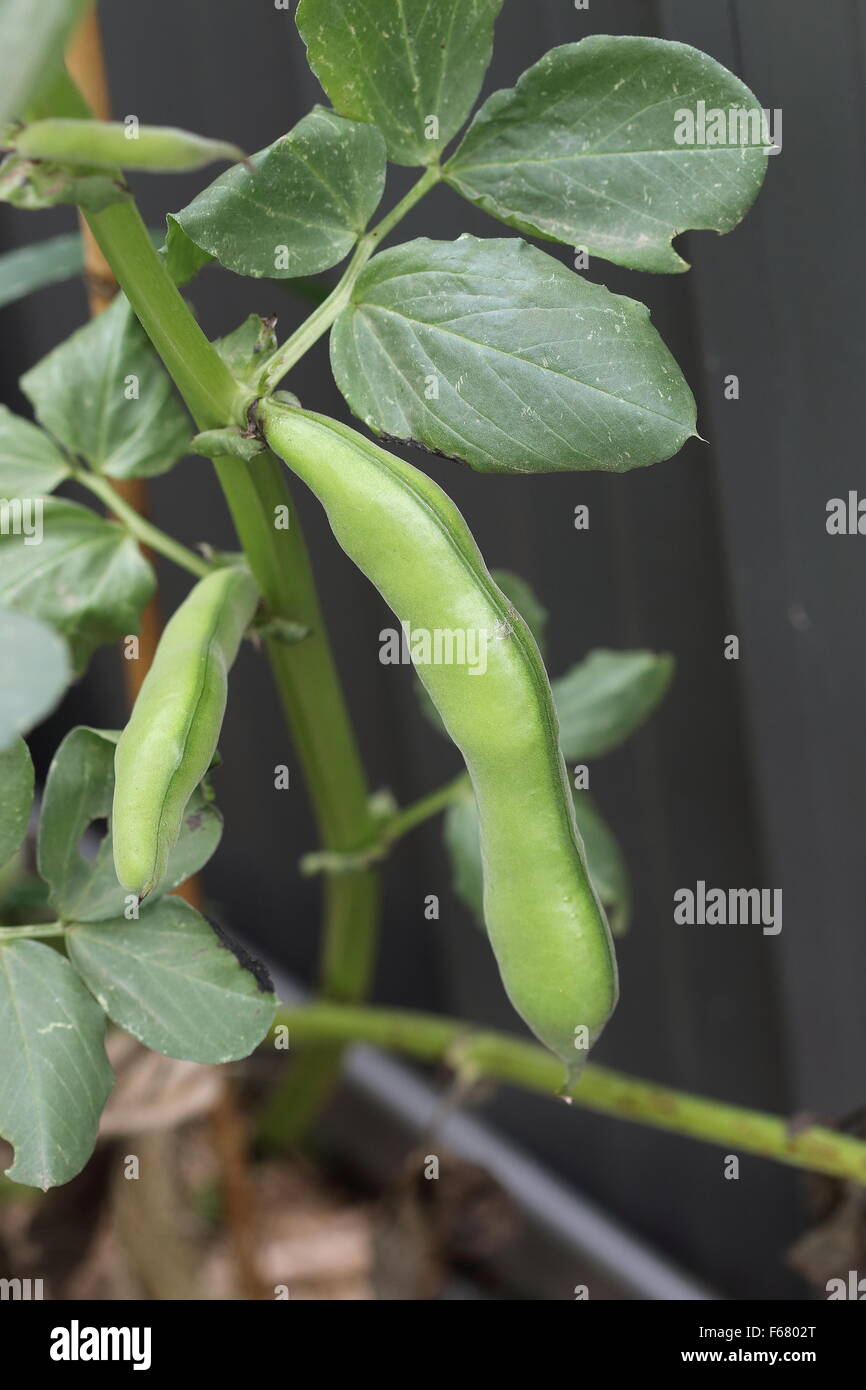 Green beans fresh healthy hi-res stock photography and images - Alamy