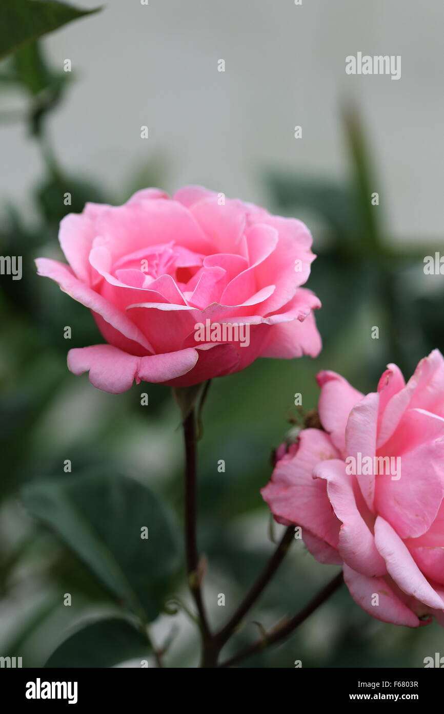 Close up of a Pink Roses Stock Photo - Alamy
