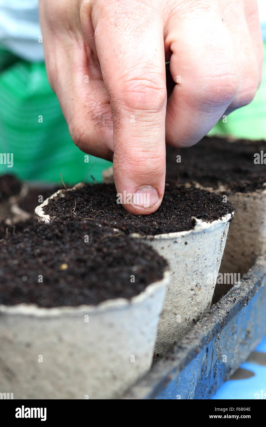 Planting seeds in biodegradable pot filled in with potting mix Stock ...