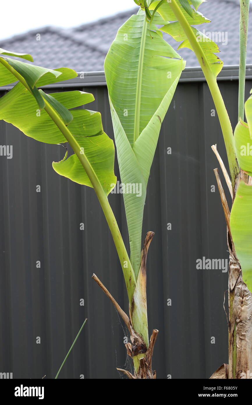 Banana trees growing in the backyard against colourbond fence Stock ...