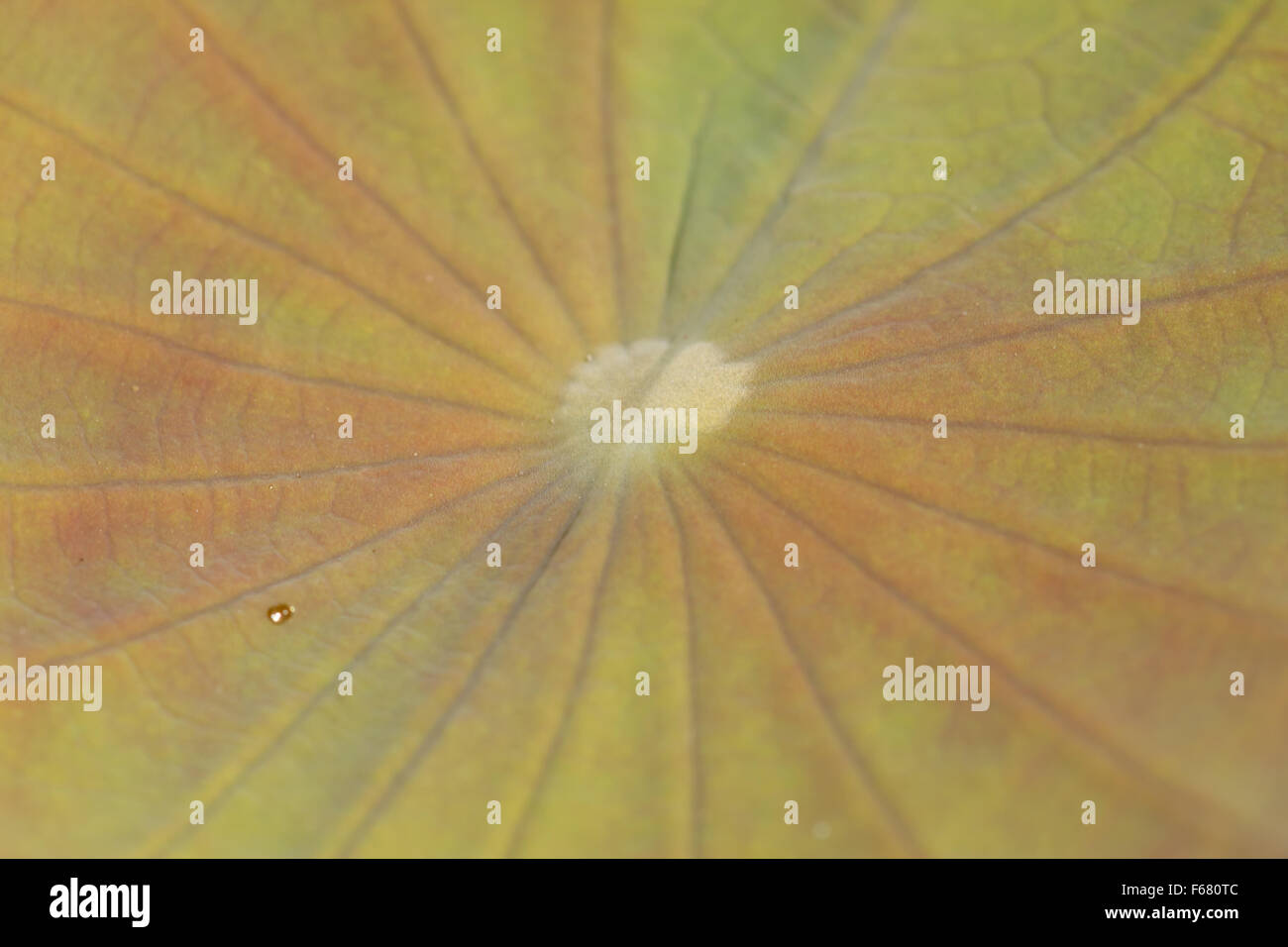 leaf of lotus Stock Photo - Alamy