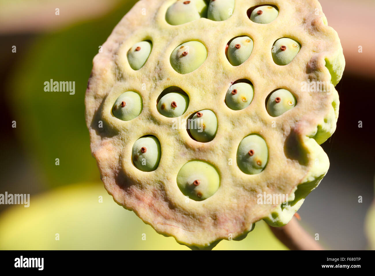 seed of lotus Stock Photo - Alamy