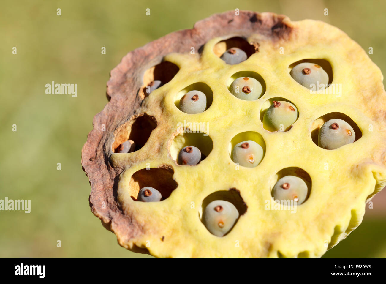 seed of lotus Stock Photo - Alamy