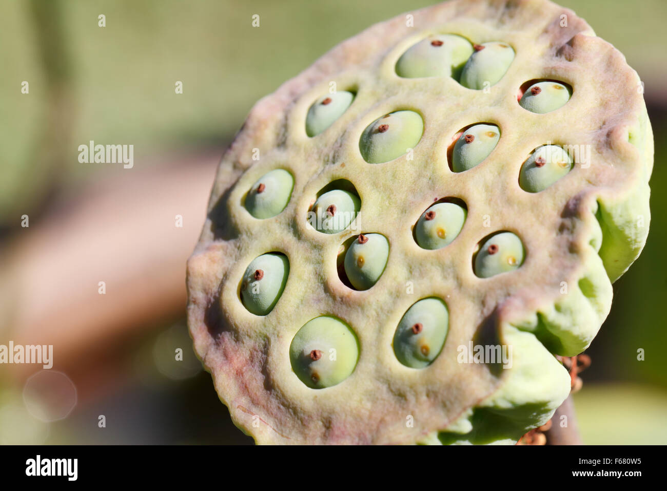 seed of lotus Stock Photo - Alamy