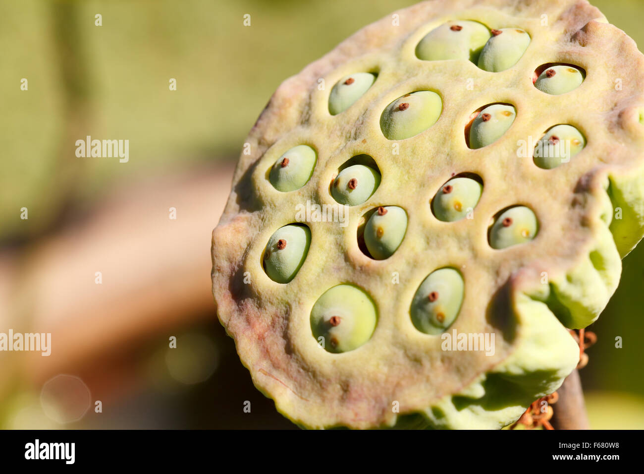 seed of lotus Stock Photo - Alamy