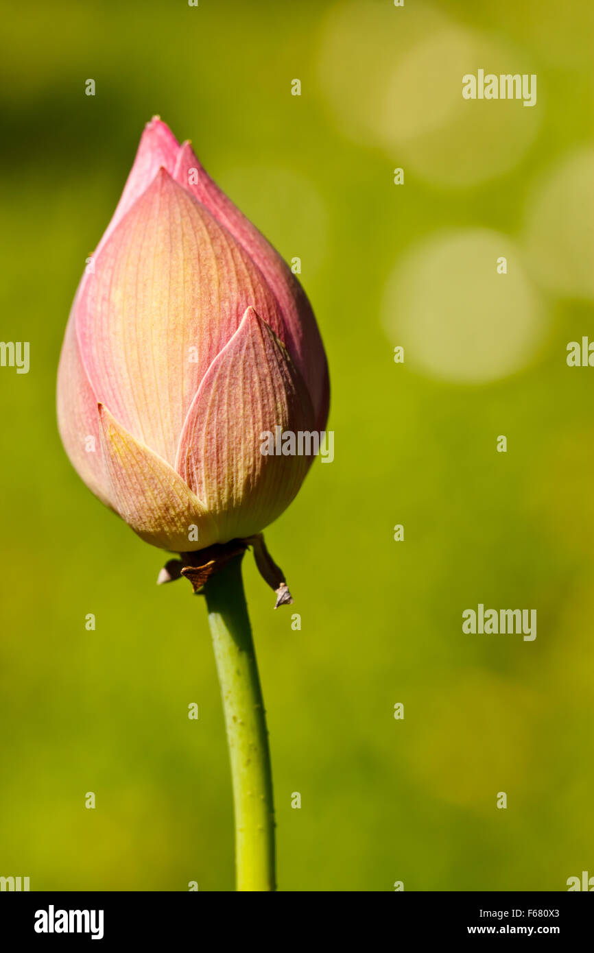 Bright pink lotus hi-res stock photography and images - Alamy