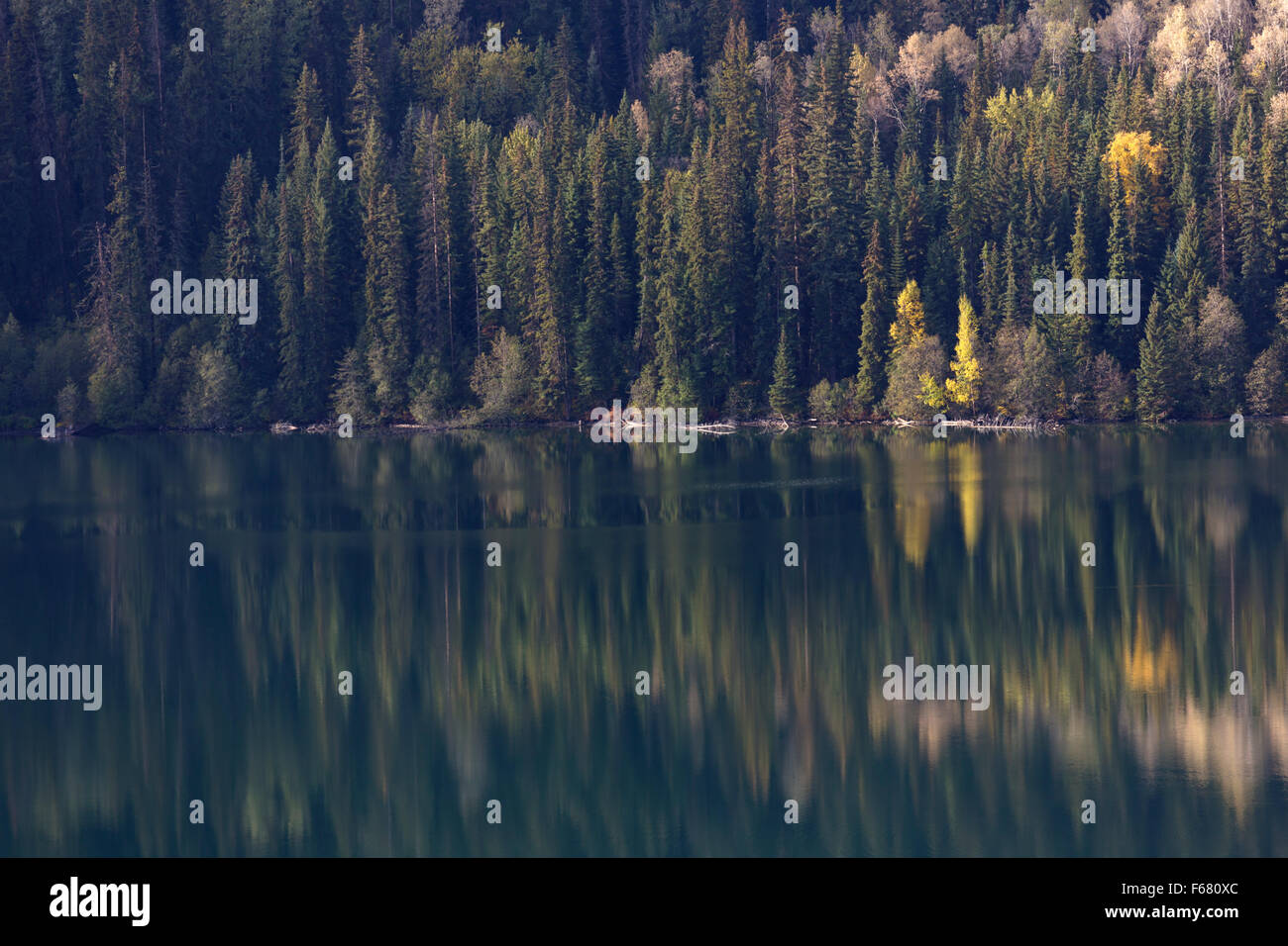 Beautiful evergreen trees cast deep green, liquid reflections on the ...